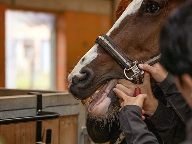 Zungendiagnostik bei Pferd und Hund - naturmed-Fachbuch-Blog