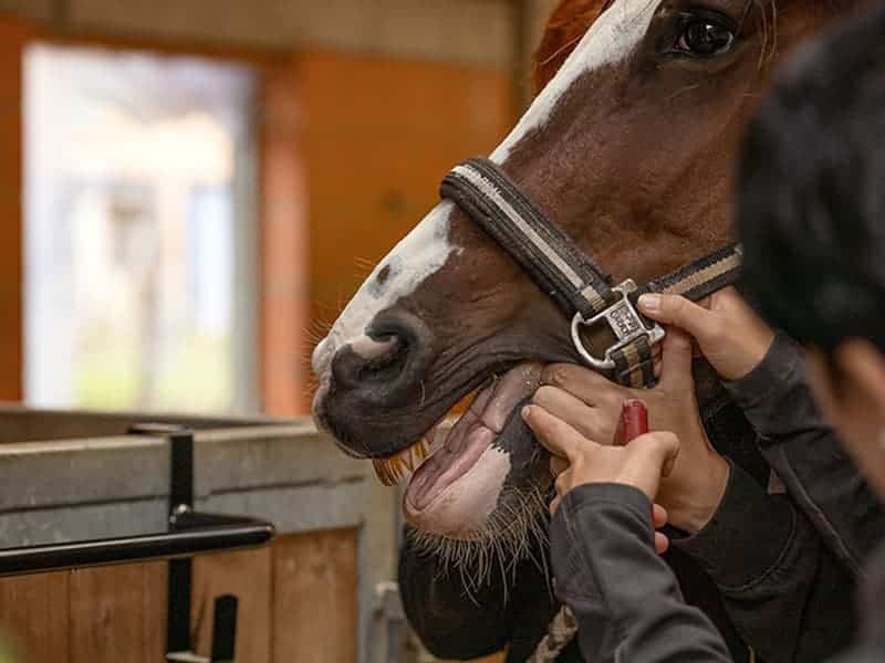 Zungendiagnostik bei Pferd und Hund - naturmed.de