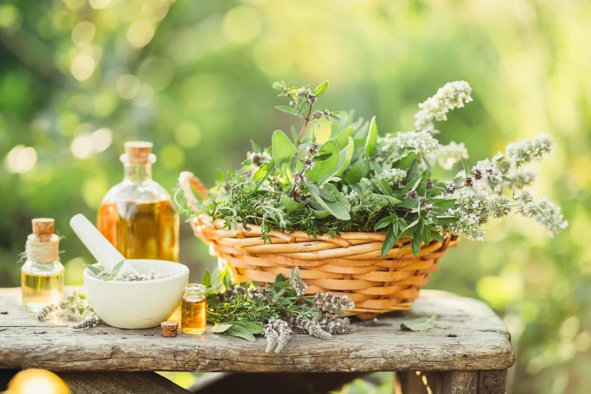 Wichtige Heilpflanzen aus der heimischen Natur - Naturmedizin erleben